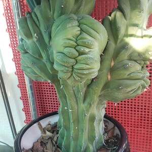 Dinosaur Back, Myrtillocactus Geometrizans F. Cristata, Cactus ...