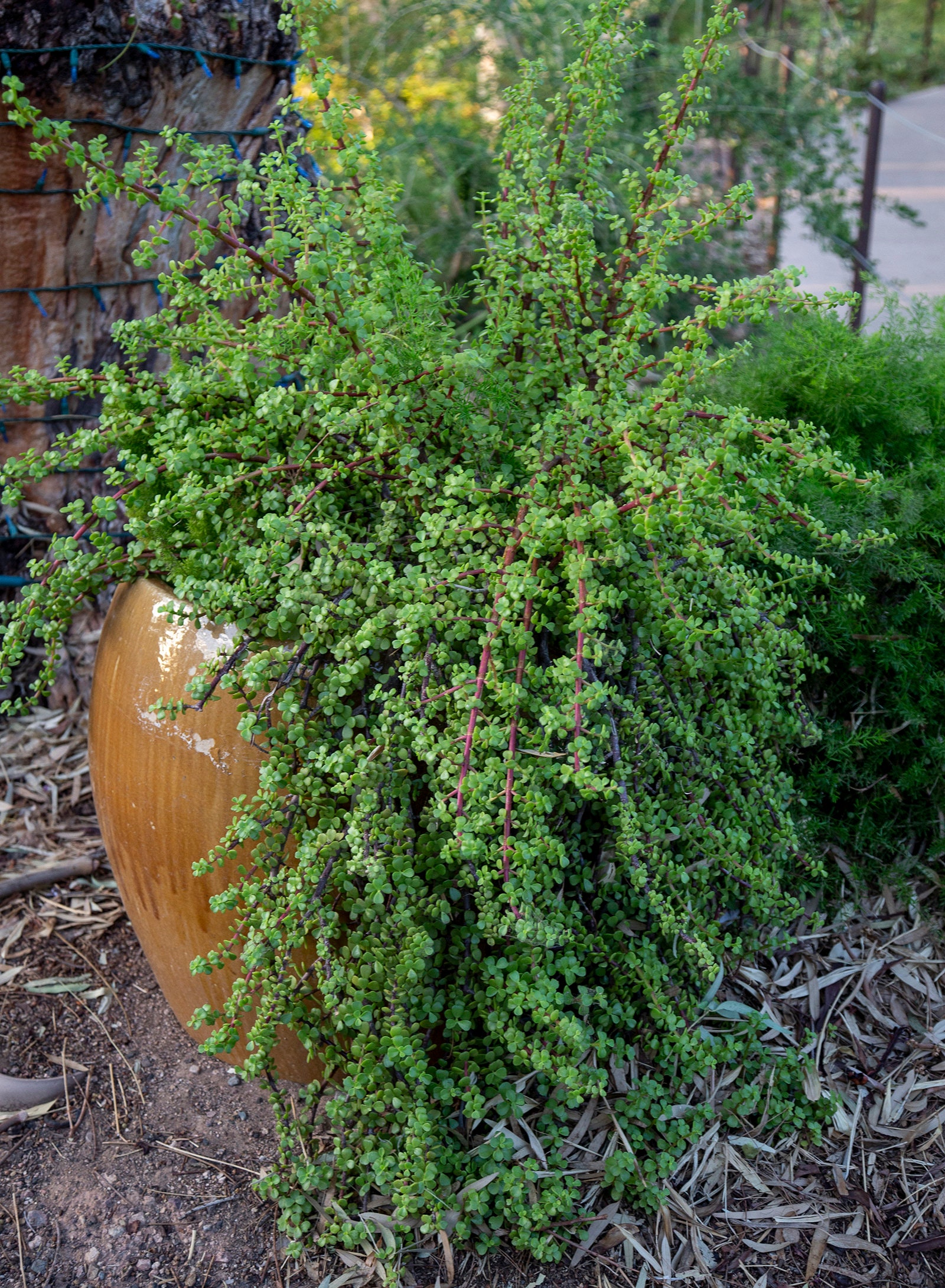 Variegated Elephant Bush Succulent, Portulacaria Afra, Live Plant (1 ...