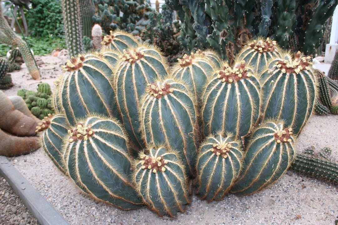 Balloon Cactus, Magnificus, Parodia Magnifica, Cactus, Succulent, Live ...