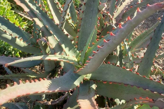 Aloe Divaricata Aloe Diablo Devils Aloe Succulent Cactus - Etsy Ireland