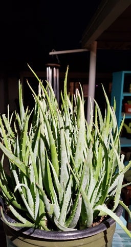 Blue Elf Aloe Aloe Cactus Succulent Live Plant | Etsy