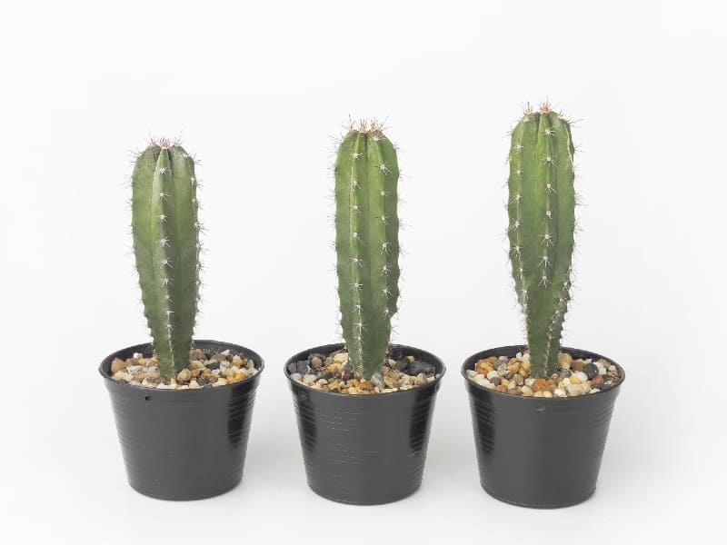 Stenocereus Pruinosus, Gray Ghost Organ Pipe, Cactus, Succulent, Live ...