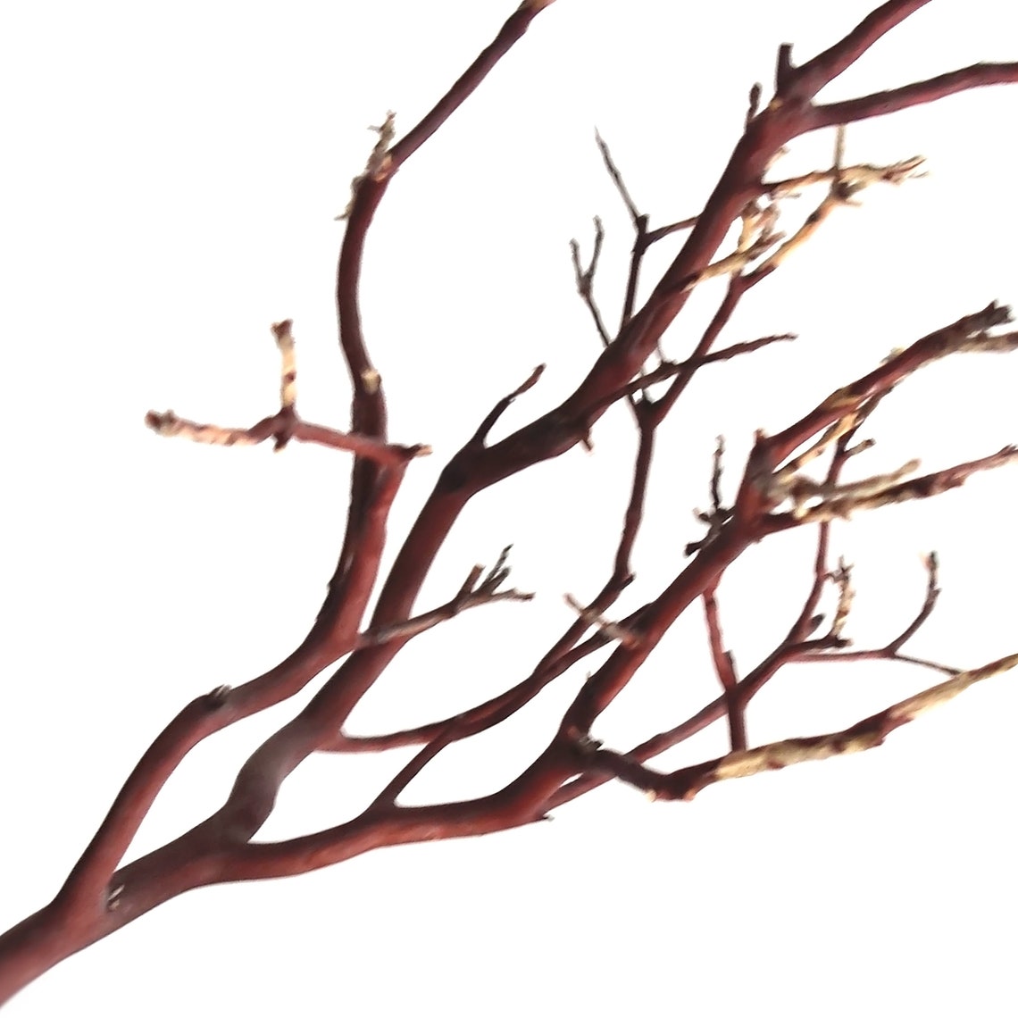 Manzanita Branches From Real Manzanita Natural Branch - Etsy