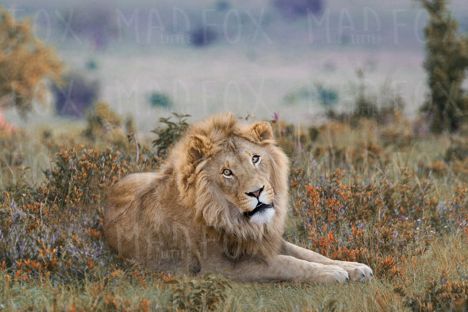 Lion Digital Backdrop Background Photo Child Photoshop - Etsy UK