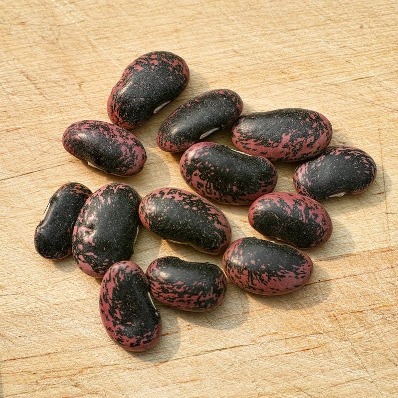 Heirloom Scarlet Emperor Runner Bean Seed - Etsy.de