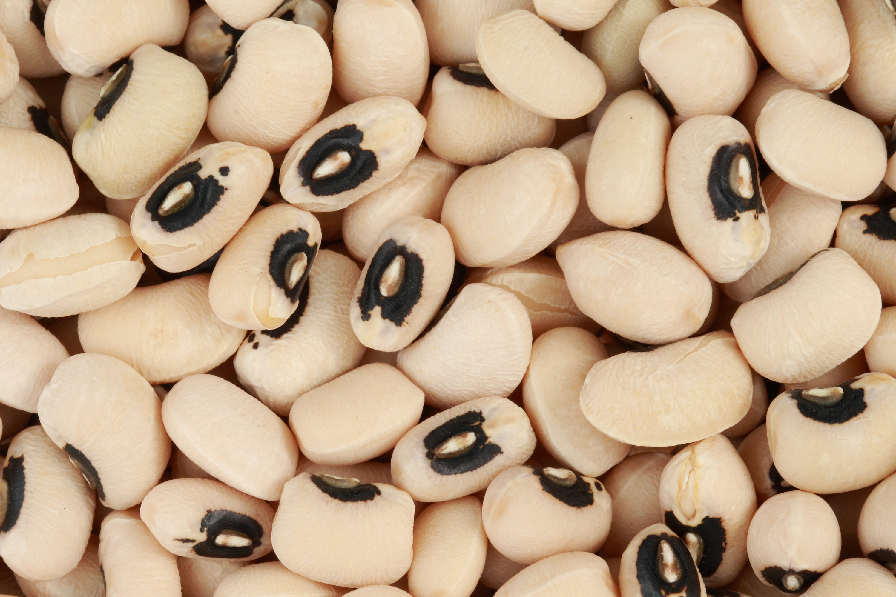 cowpea tetapeche gray mottled bean seeds for planting Outdoor ...