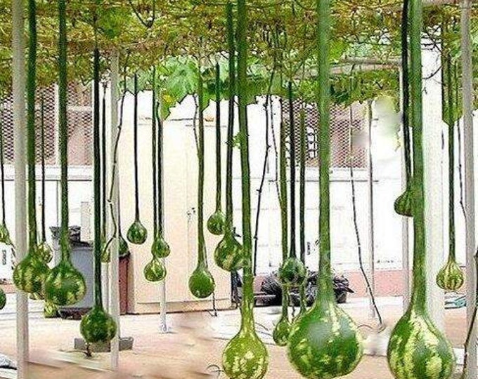 Gourd Long Handle Dipper Heirloom Seeds - Etsy