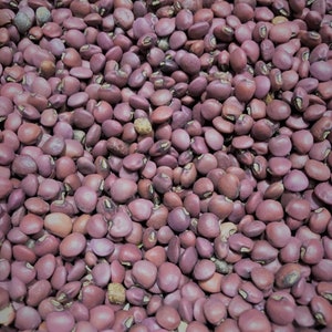 Red Ripper COWPEAS Seeds Legumes/nitrogen Fixer/ Fall Garden(50 Seeds ...