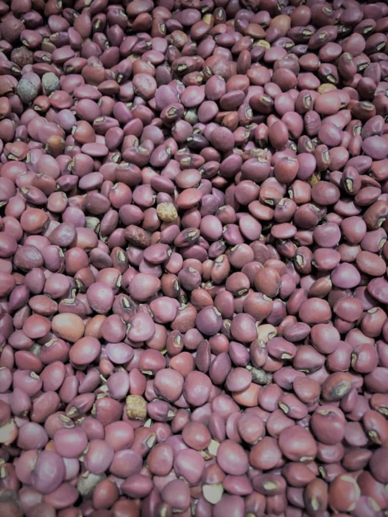 Red Ripper COWPEAS Seeds Legumes/nitrogen Fixer/ Fall - Etsy