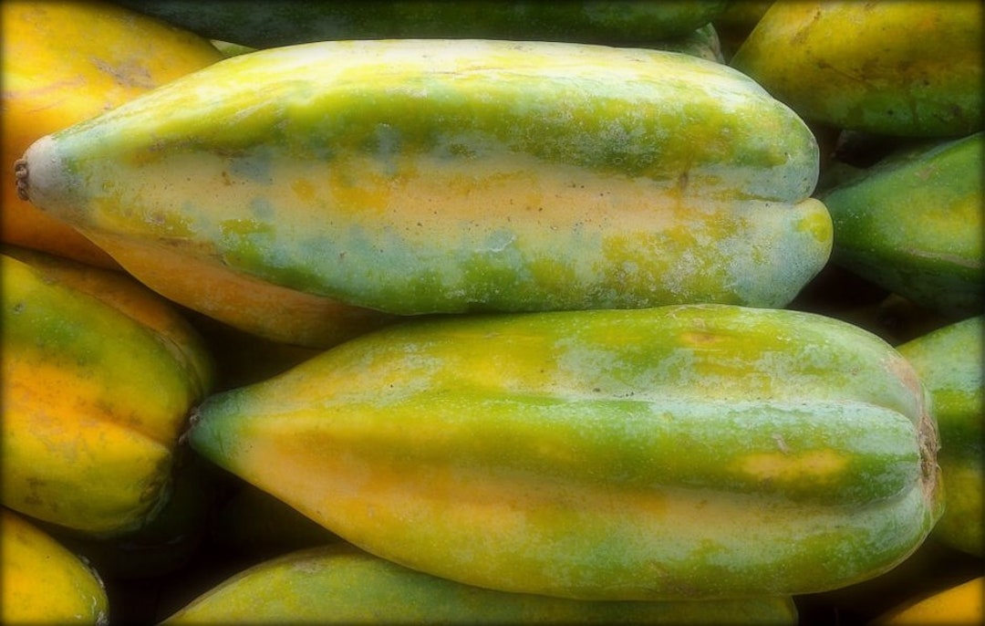 RARE, Babaco Papaya Plant,mountain Papaya, 12-18 Inch Tall - Etsy