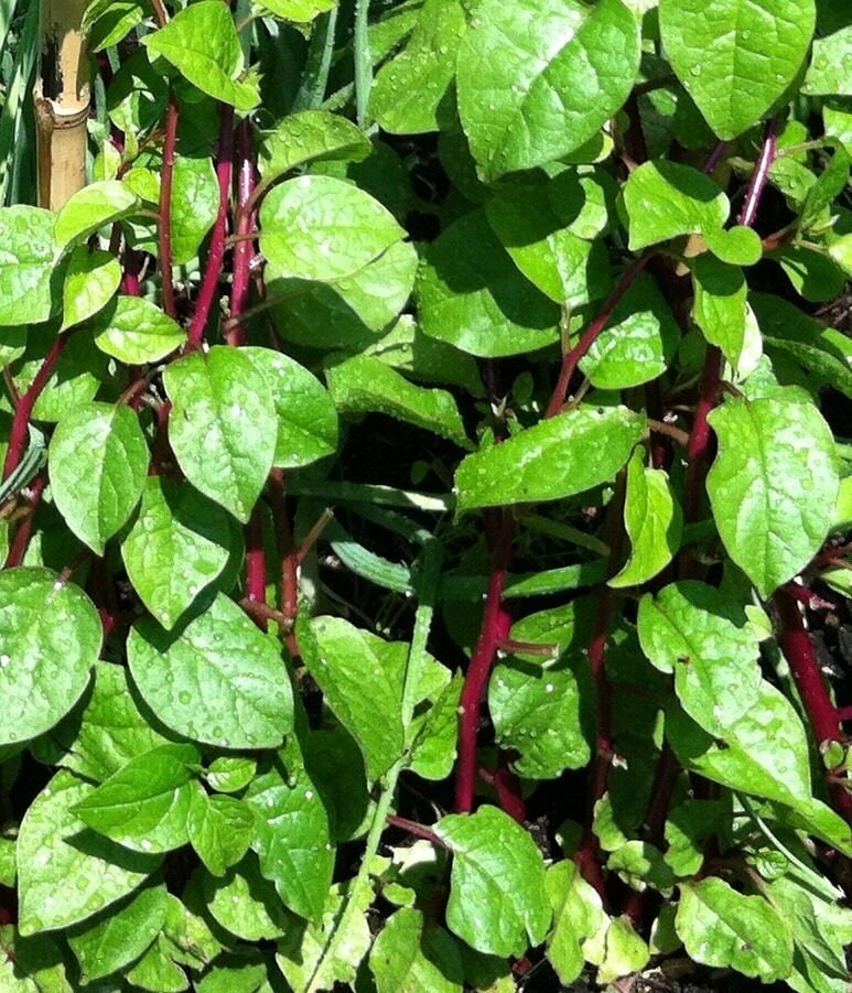 Home And Garden Organic Red Stem Malabar Spinach Alugbati Mong Toi Poi