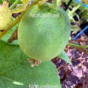 Organic Dosakai, Dosakaya Melon Seeds, Indian Cucumber, Asian Vegetable ...