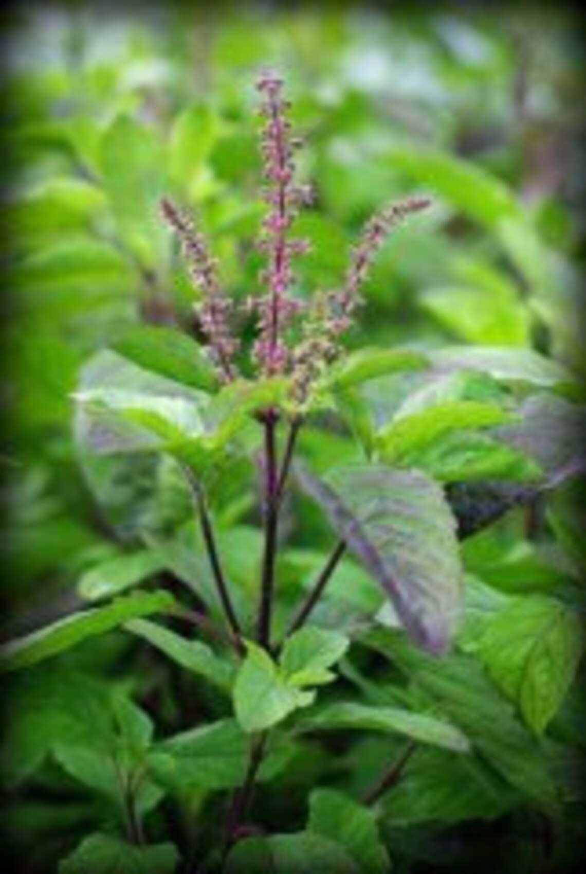 Red Leaf Holy Basil Seeds(100 Seeds) - Etsy