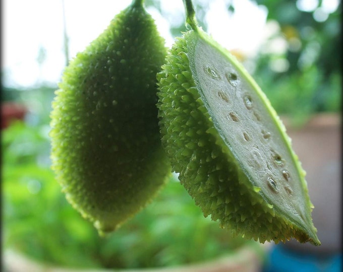 Spiny Gourd, Kakrol, Teasle Gourd, Kantola Seeds - Etsy