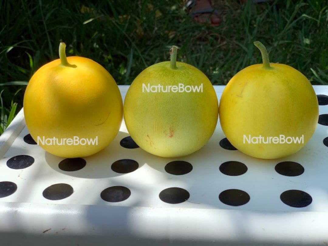Organic Dosakai, Dosakaya Melon Seeds, Indian Cucumber, Asian Vegetable ...