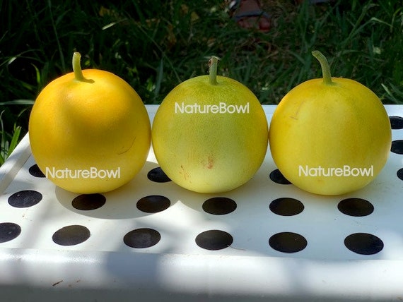 Organic Dosakai Dosakaya Melon Seeds Indian Cucumber Asian | Etsy