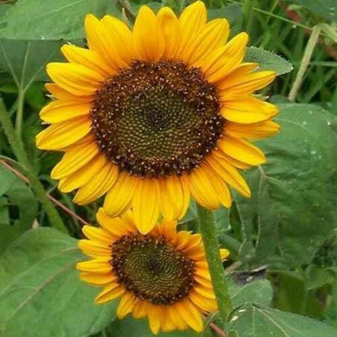 Sunspot Dwarf Sunflower Seeds, Helianthus Annuus - Etsy