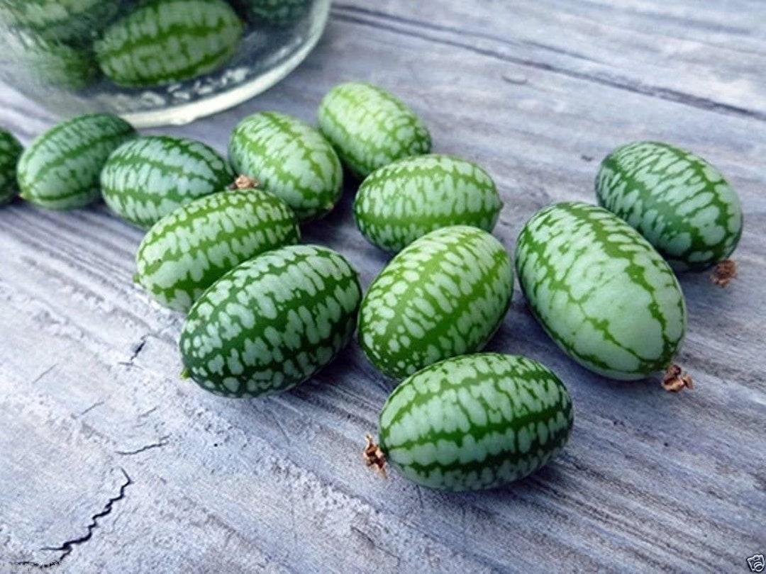 Heirloom Mexican Sour Gherkin Seeds, Cucamelon Seeds, Spanish Sandiita ...