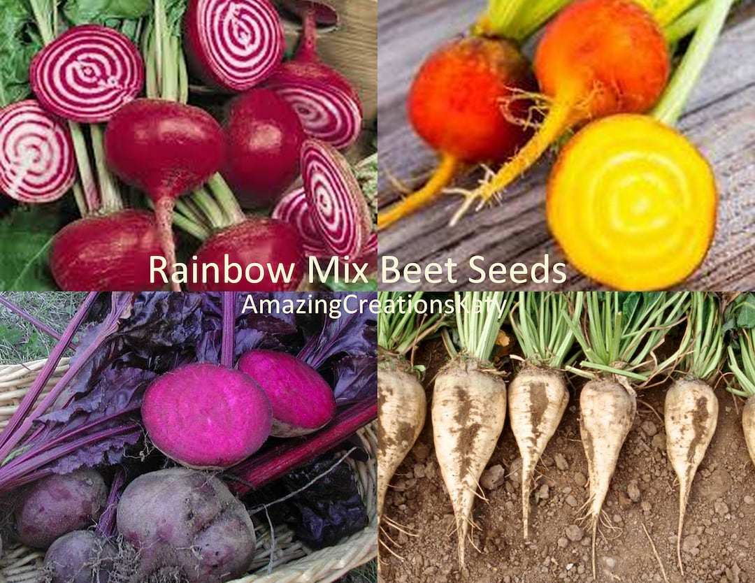 Heirloom Rainbow Mix Beet Seeds, 4 Colorful Gourmet Varieties - Etsy
