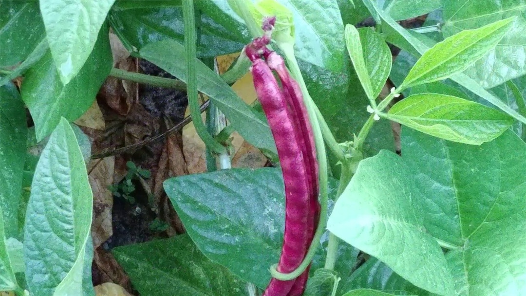 Red Ripper COWPEAS Seeds Legumes/nitrogen Fixer/ Fall Garden(50 Seeds ...
