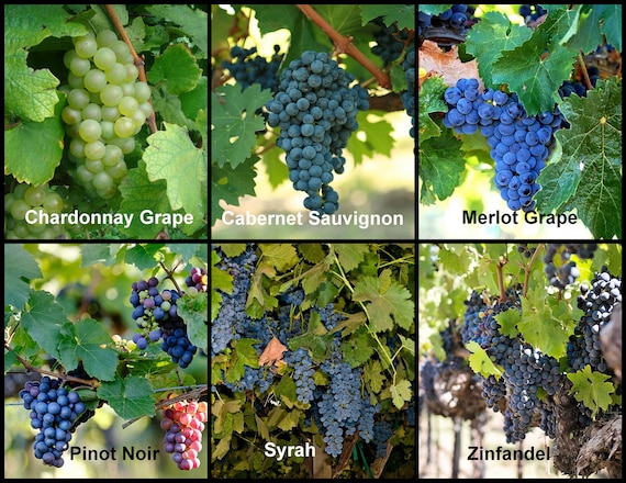 Merlot Grape Vines
