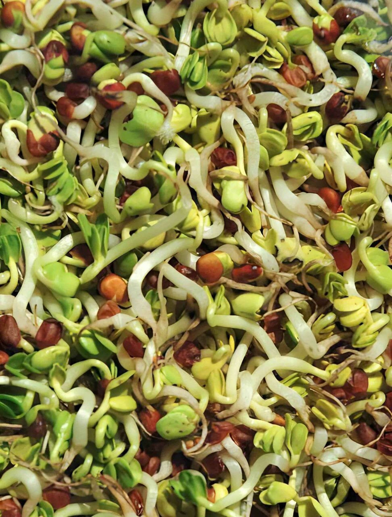 Heirloom Bean Salad Sprouting Mix-1 mung Bean Adzuki Red - Etsy