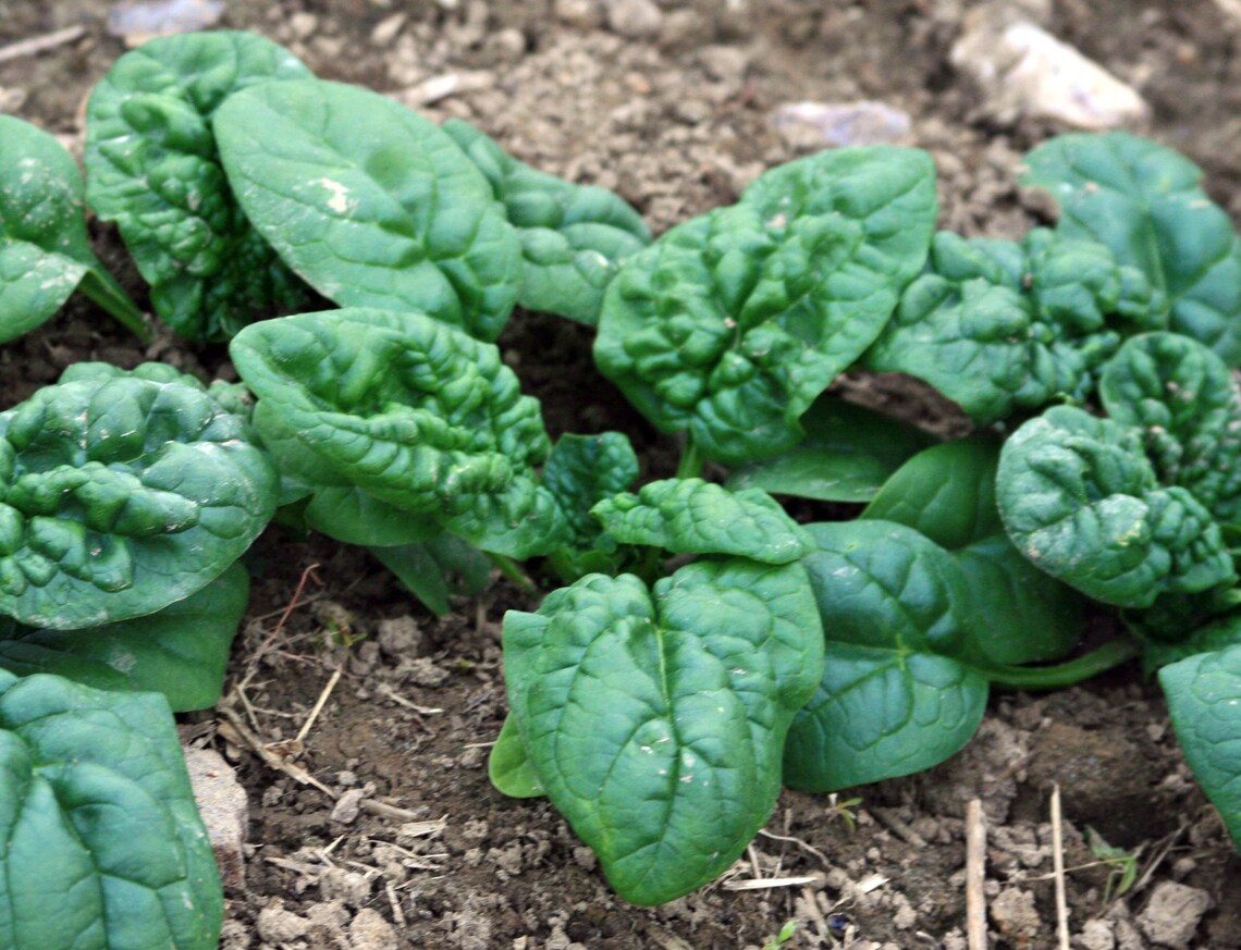 Spinach Bloomsdale long Standing Heirloom Seeds | Etsy