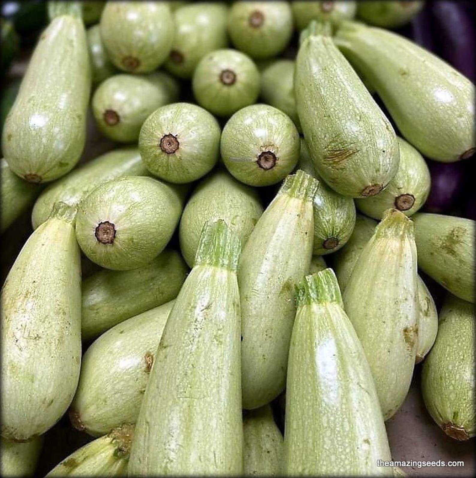 Summer Squash, Zucchini, Gray, Mexican Grey Squash Heirloom Seeds (20 ...