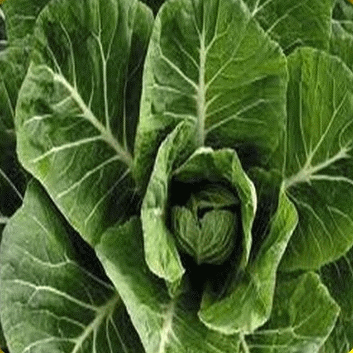 Heirloom Collard VATES Seeds Microgreen - Etsy