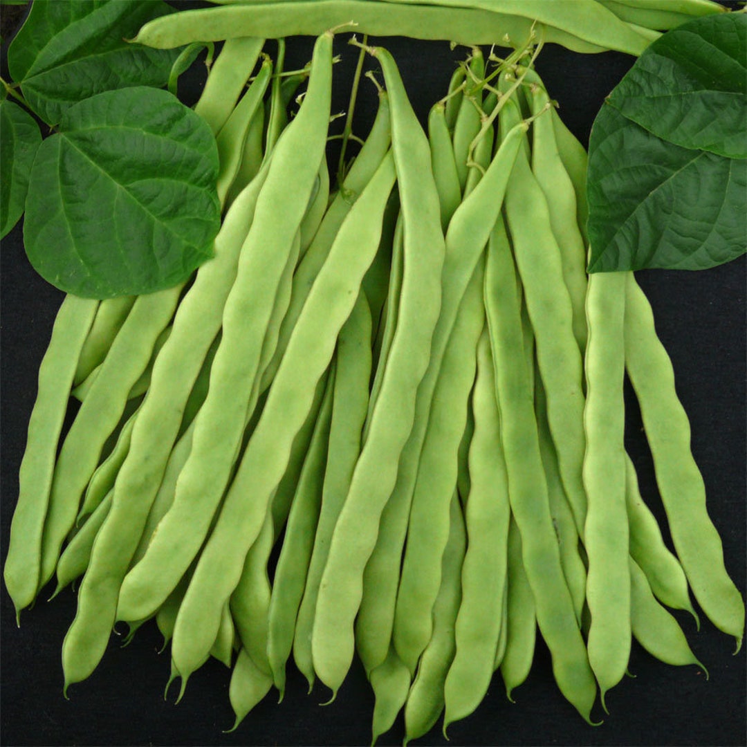 Kentucky Wonder Pole Bean Seed (brown)-25 Seeds - Etsy