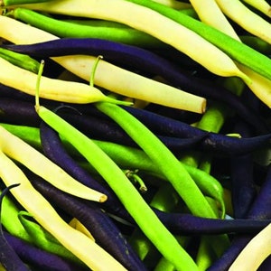 Heirloom Bush Bean Tri Color Mix Seeds(25 Seeds) - Etsy
