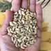 Bean, Yard Long, WHITE Seed, Asparagus Bean, Chinese Long Bean, Garter ...