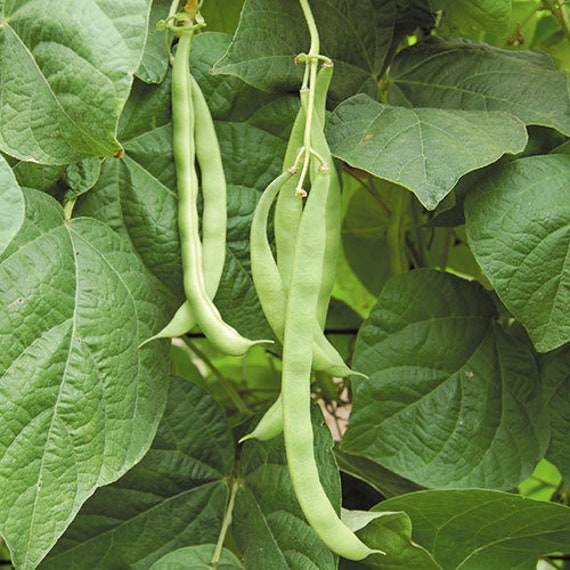 Bean Garden Bountiful Bush Bean Seed | Etsy