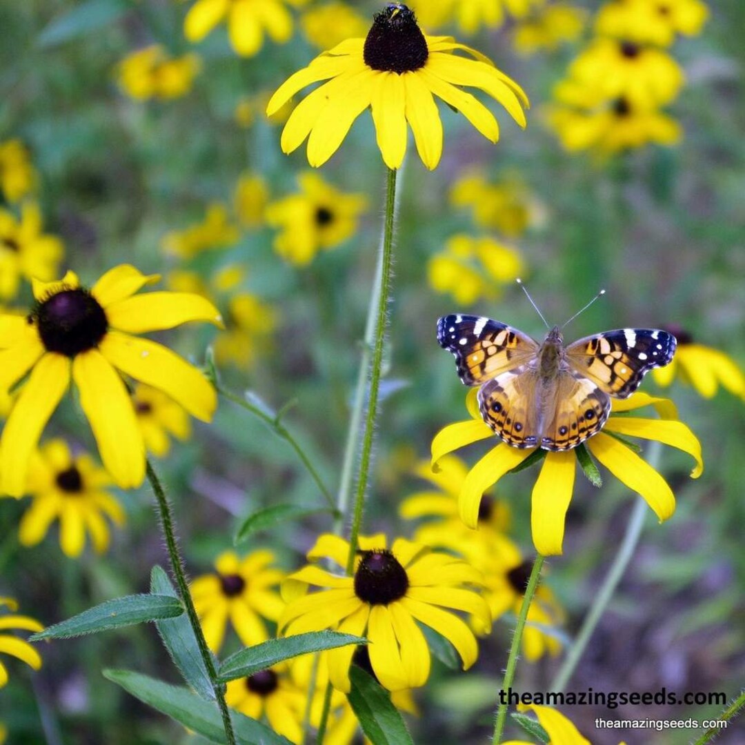Flower, Black-eyed Susan, Indian Summer, Rudbeckia Hirta, Gloriosa ...