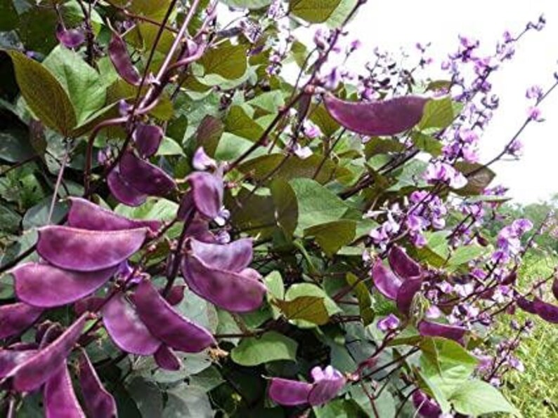 Puprle Hyacinth Bean Seeds Ruby Moon Purple Moon Edible - Etsy