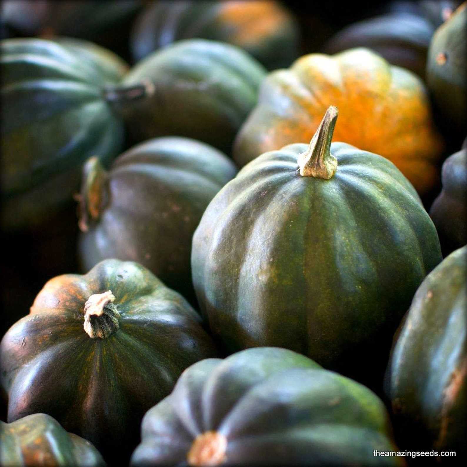 Heirloom Table Queen Acorn Winter Squash Seeds 25 Seeds - Etsy