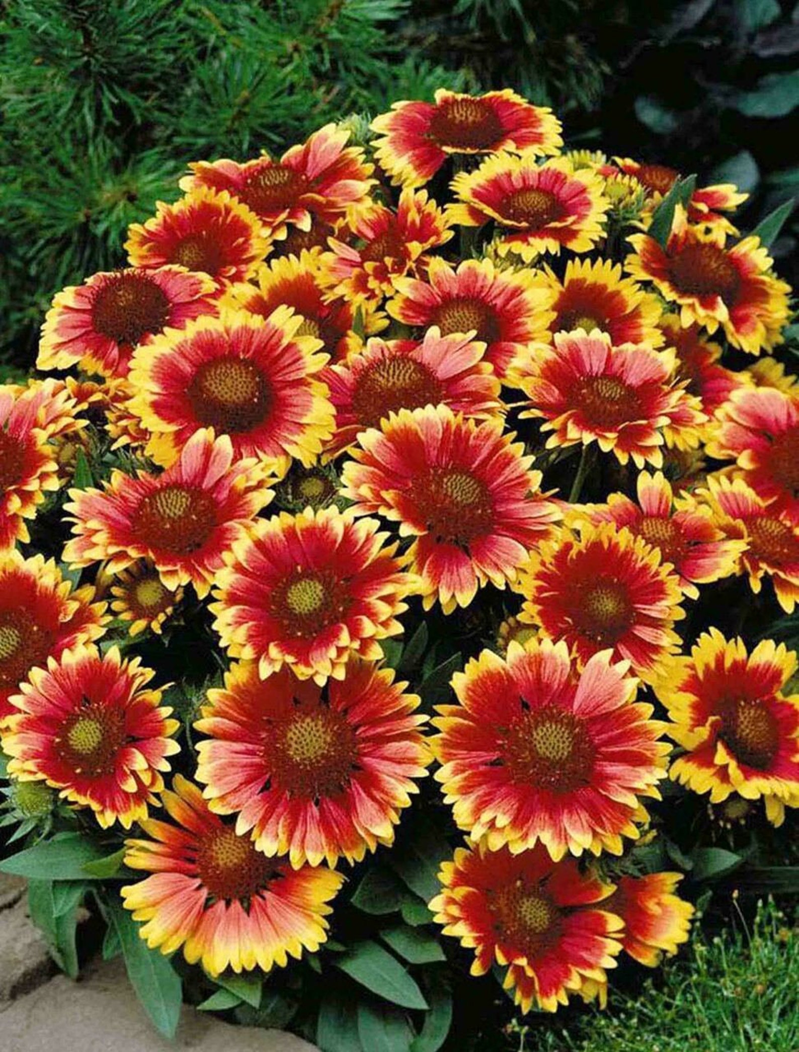 Heirloom Annual Gaillardia Seeds Indian Blanket flower | Etsy