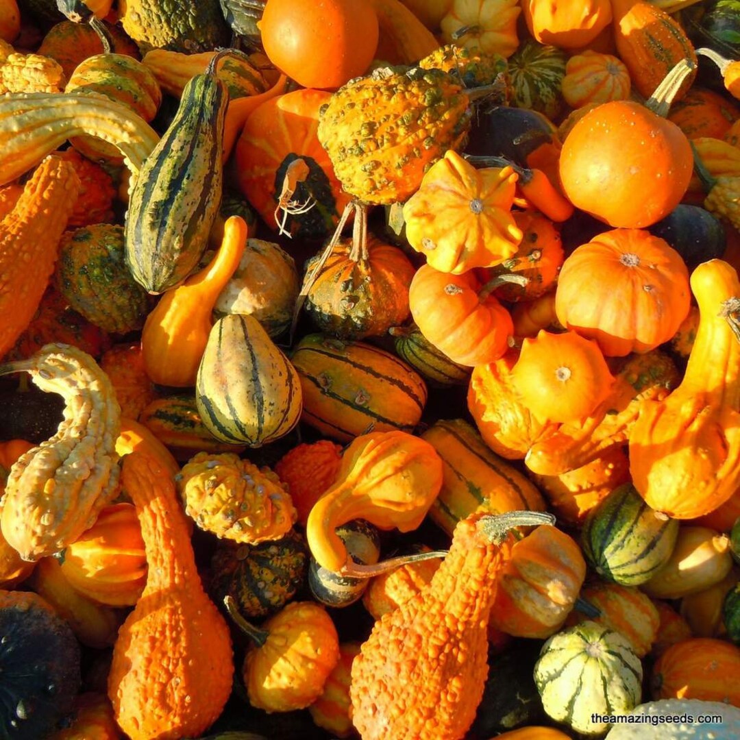Gourd, Small Mixed, Heirloom Seeds, Ornamental Gourd - Etsy