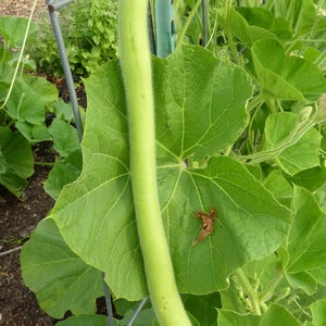 Gourd, Cucuzzi, Italian Snake Gourd, CUCUZZA GAGOOTZA, Serpente Di ...