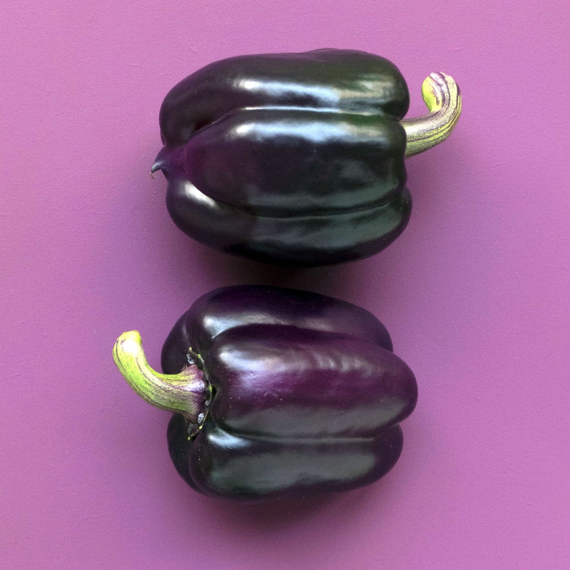 Heirloom Purple Beauty Sweet Pepper Capsicum Annuum | Etsy