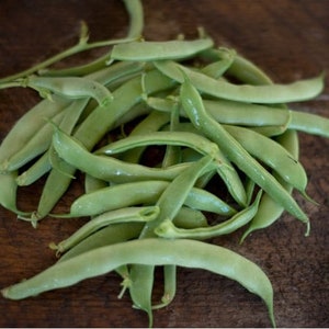Bean, Garden Bountiful, Bush Bean Seed - Etsy