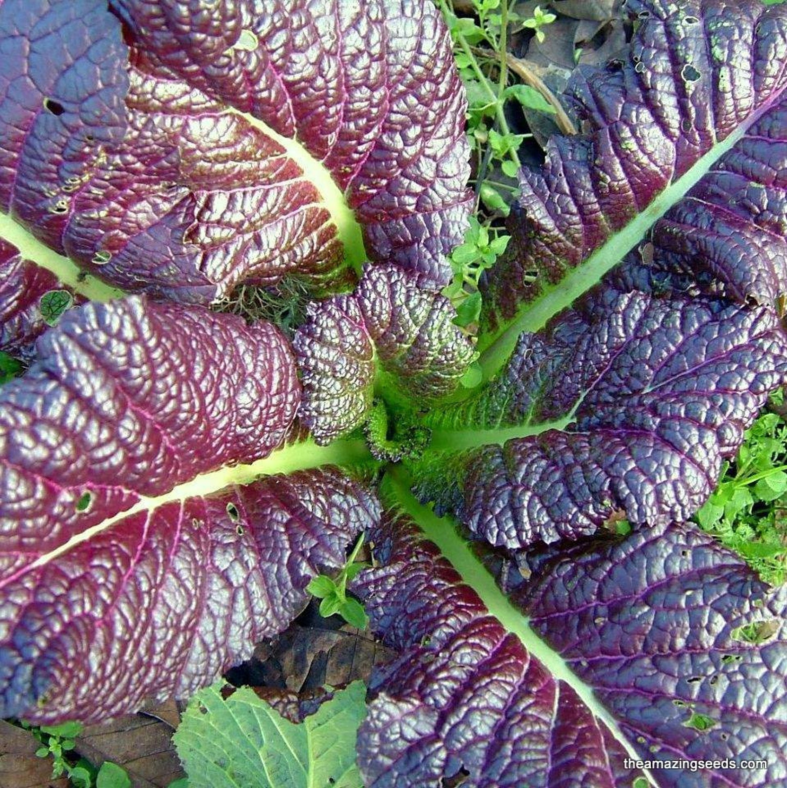Mustard Red Giant Japanese Giant Red Mustard Greens - Etsy