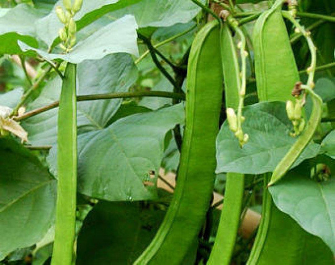 Sword Bean, Shironata Mame,white Seeds, Japanese, Valavara Valamara or ...
