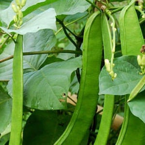 Sword Bean, Shironata Mame,white Seeds, Japanese, Valavara Valamara or ...