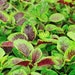 Amaranth-red Stripe Red Leaf, Thotakura, Chinese Spinach, Yin Cho ...