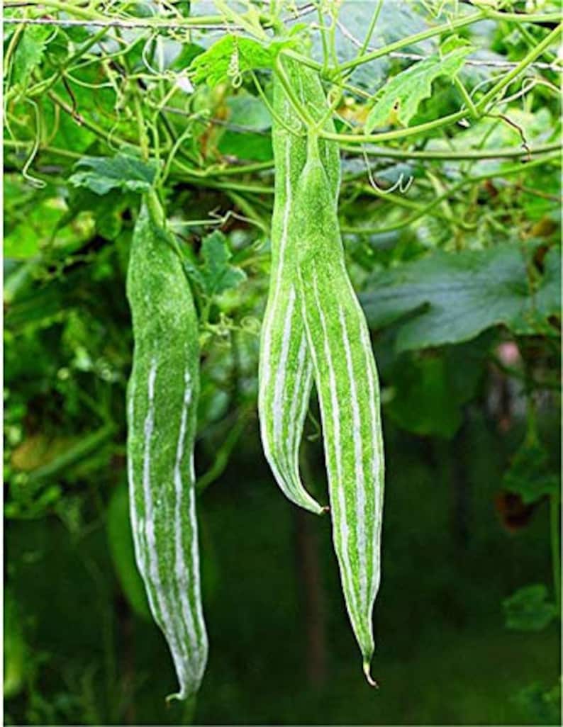 Short Snake Gourd, Thai Snake, Serpent, Chachinda, BUAG NGU NAGA ...