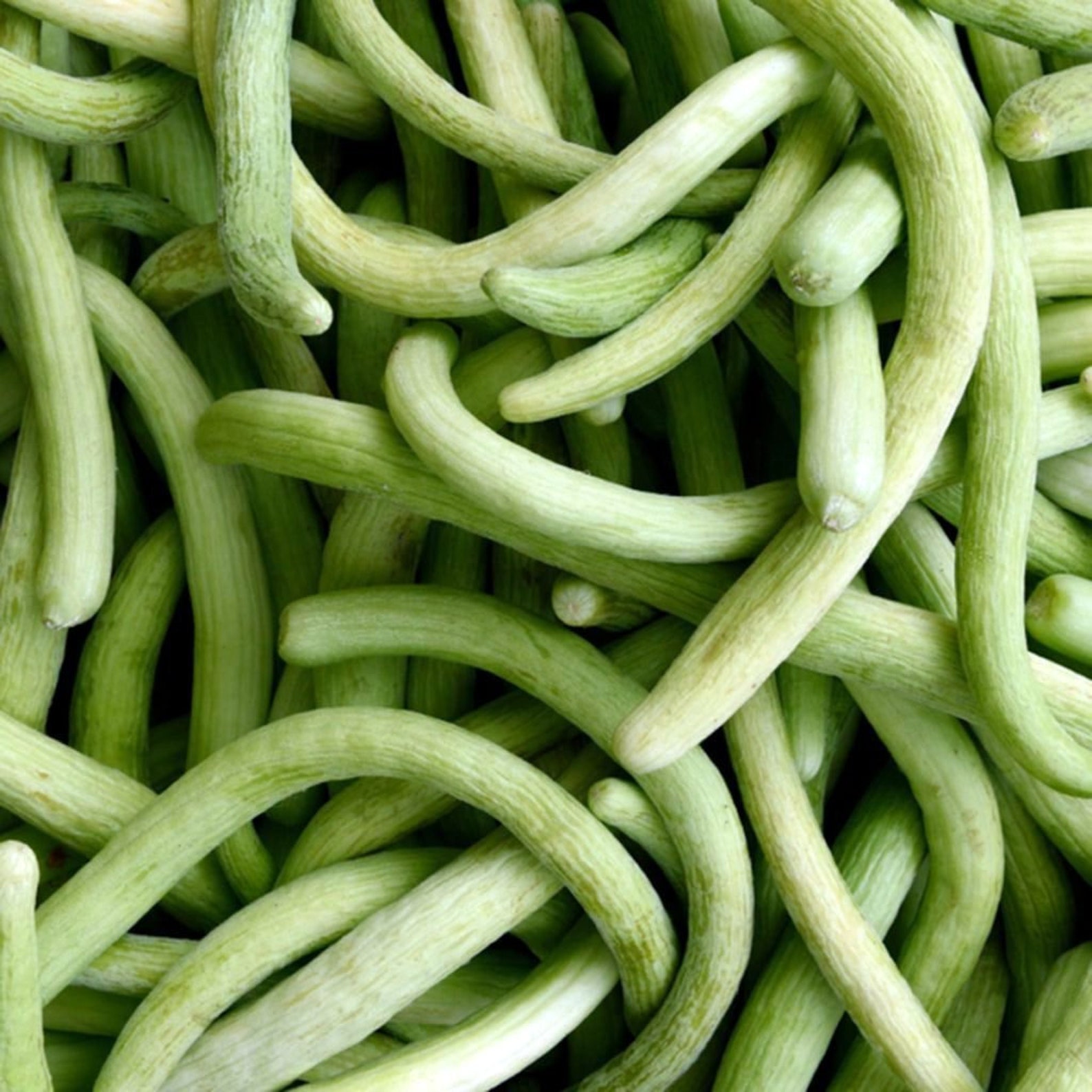 Cucumber Armenian Yardlong Cucumber Snake Melon Slicing | Etsy