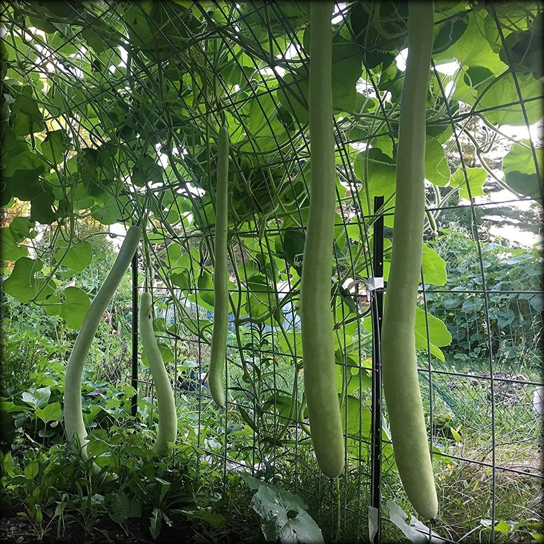 Gourd, Cucuzzi, Italian Snake Gourd, CUCUZZA GAGOOTZA, Serpente Di ...