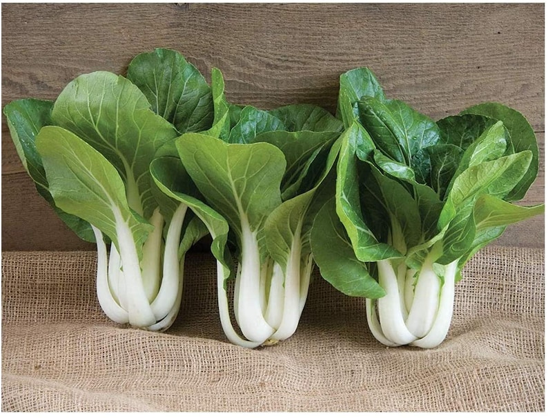 Pak Choi Bok Choy Pok Choi Dwarf Pak Choi White Stem Pak - Etsy