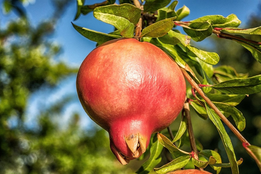 Pomegranate Salavatski, Wonderful, Azadi, Parfianka, Sweet, Punica ...